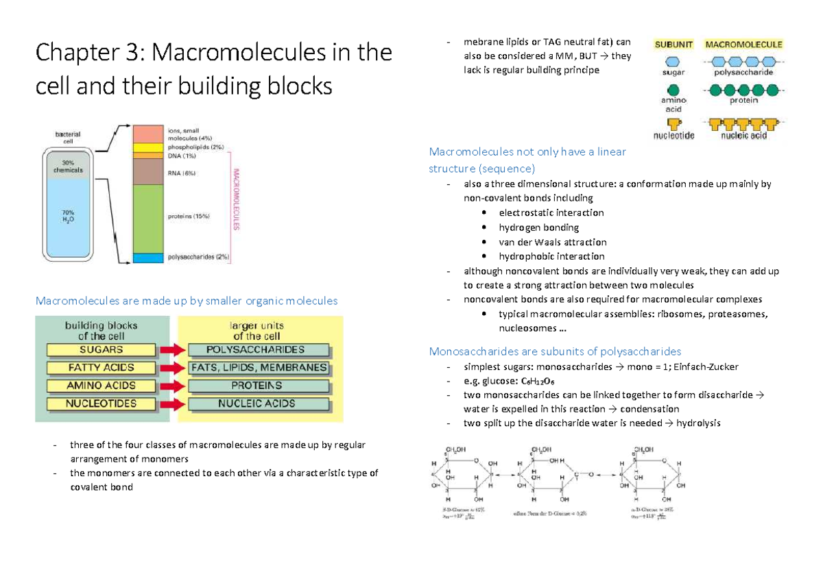 Chapter 3 Macromolecules - Chapter 3: Macromolecules in the cell and ...