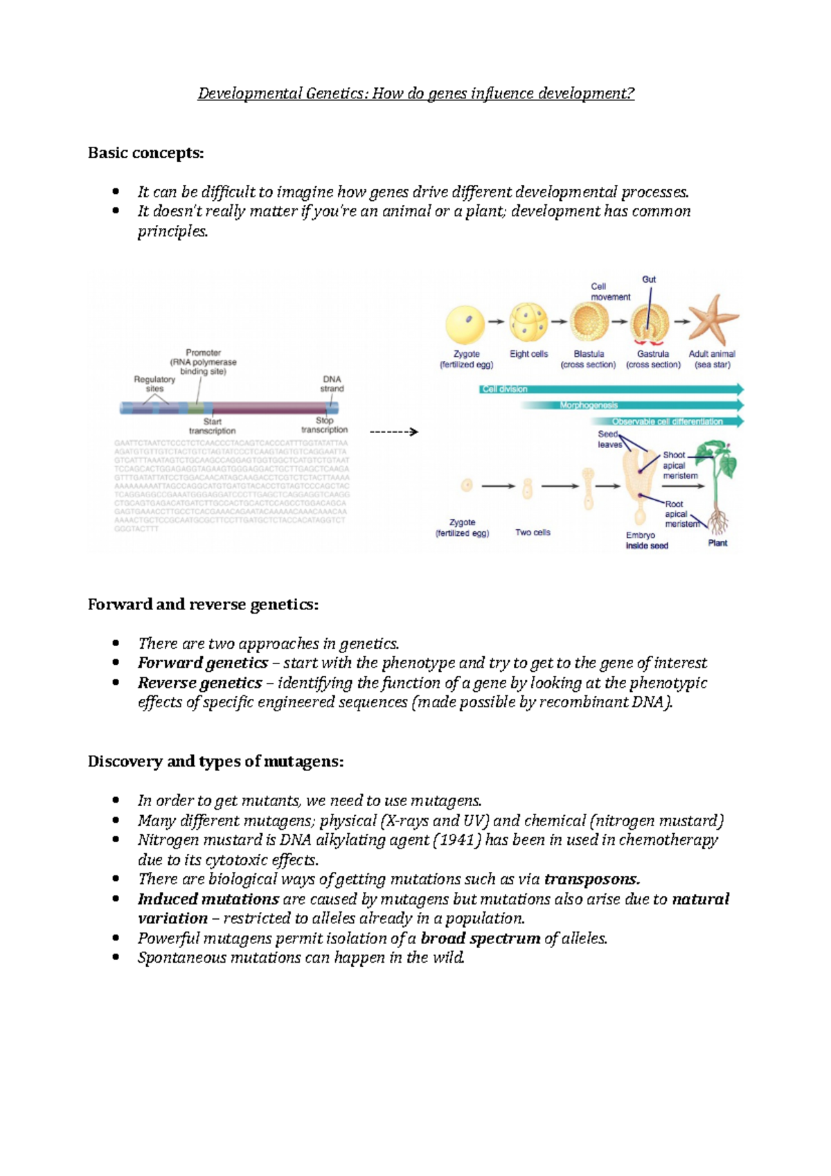 GEN 10 Developmental Genetics - Developmental Genetics: How do genes ...