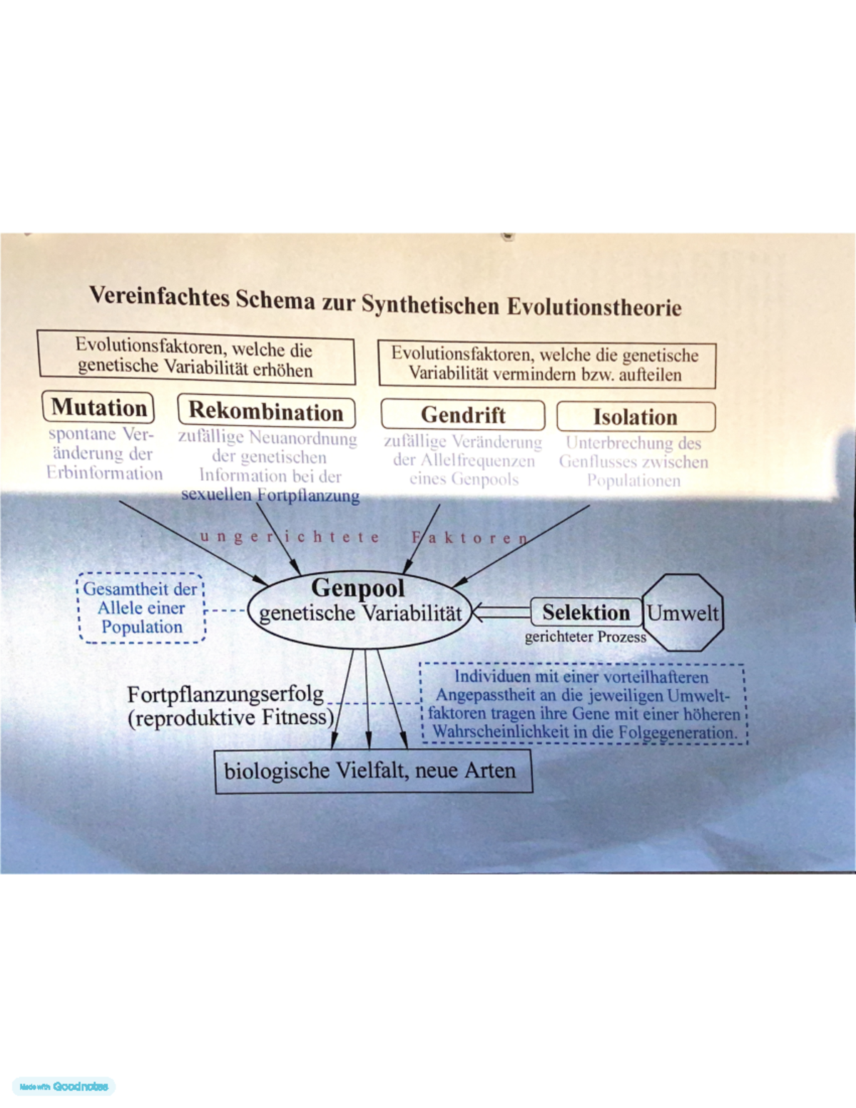 BI GK HT 3 (GG) Aufgaben - Biologie - Vereinfachtes Schema zur ...