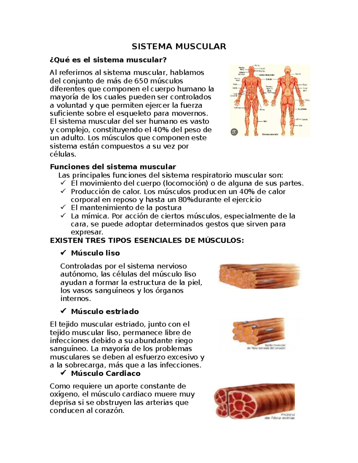 Sistema Muscular Grupo 3 - SISTEMA MUSCULAR ¿Qué es el sistema muscular ...