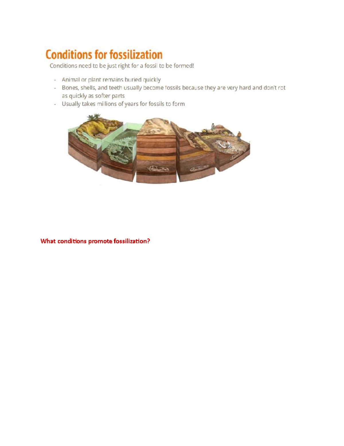 Fossilization Notes What Conditions Promote Fossilization Possess