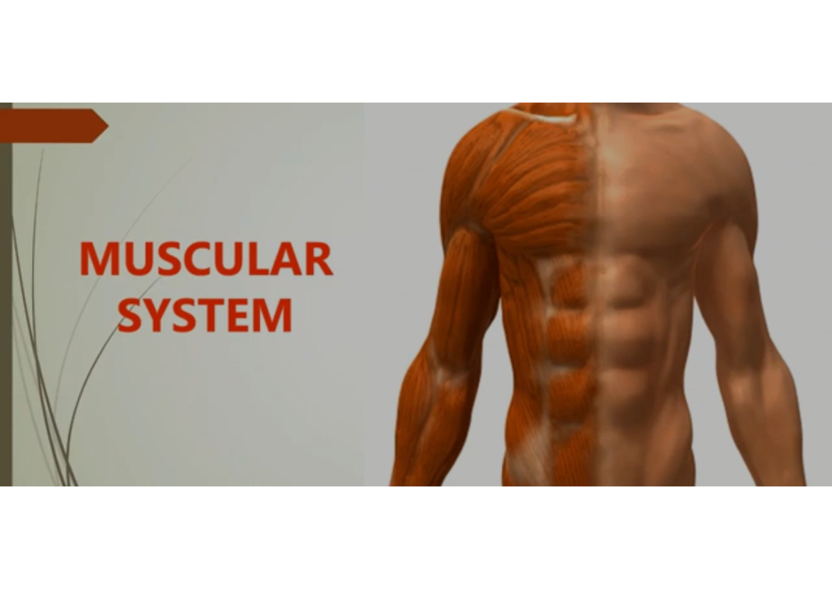 Muscles 1st part - Nursing - Yenepoya University - Studocu