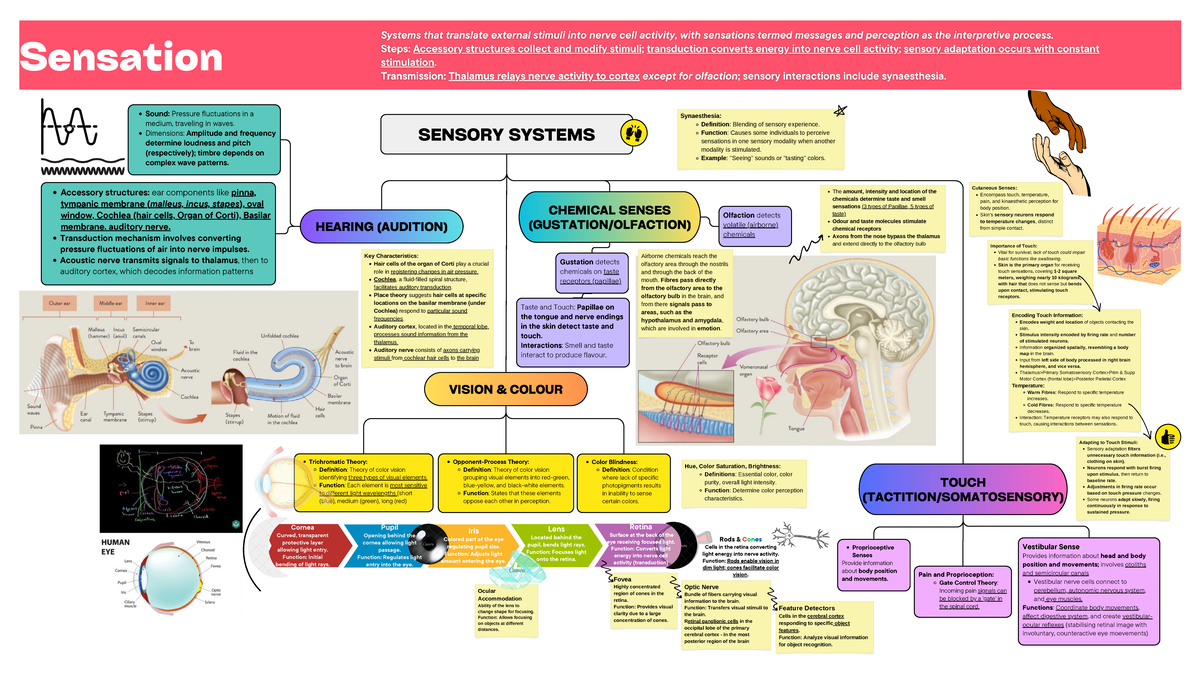 Sensation - Week 4 - SENSORY SYSTEMS HEARING (AUDITION) CHEMICAL SENSES ...
