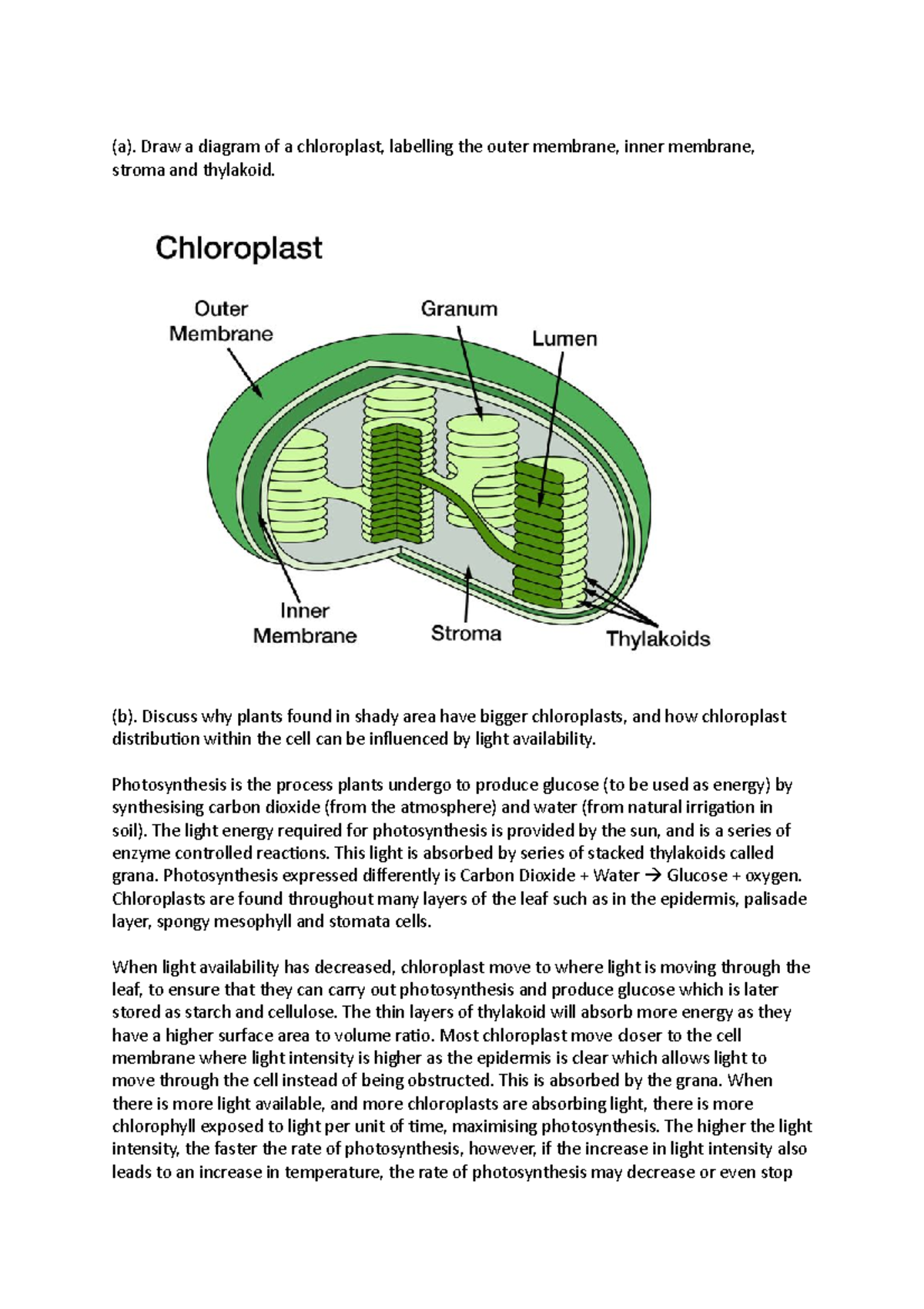 Chloroplast Answer A Draw A Diagram Of A Chloroplast Labelling The Outer Membrane Inner