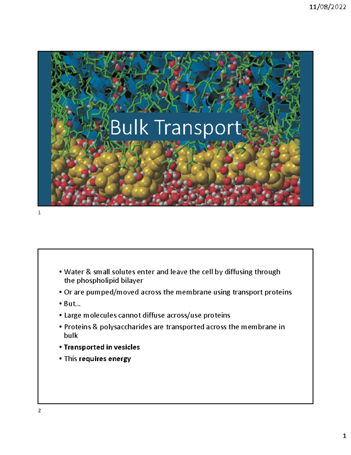 5.+Bulk+Transport - Study - Bulk Transport Water & small solutes enter ...