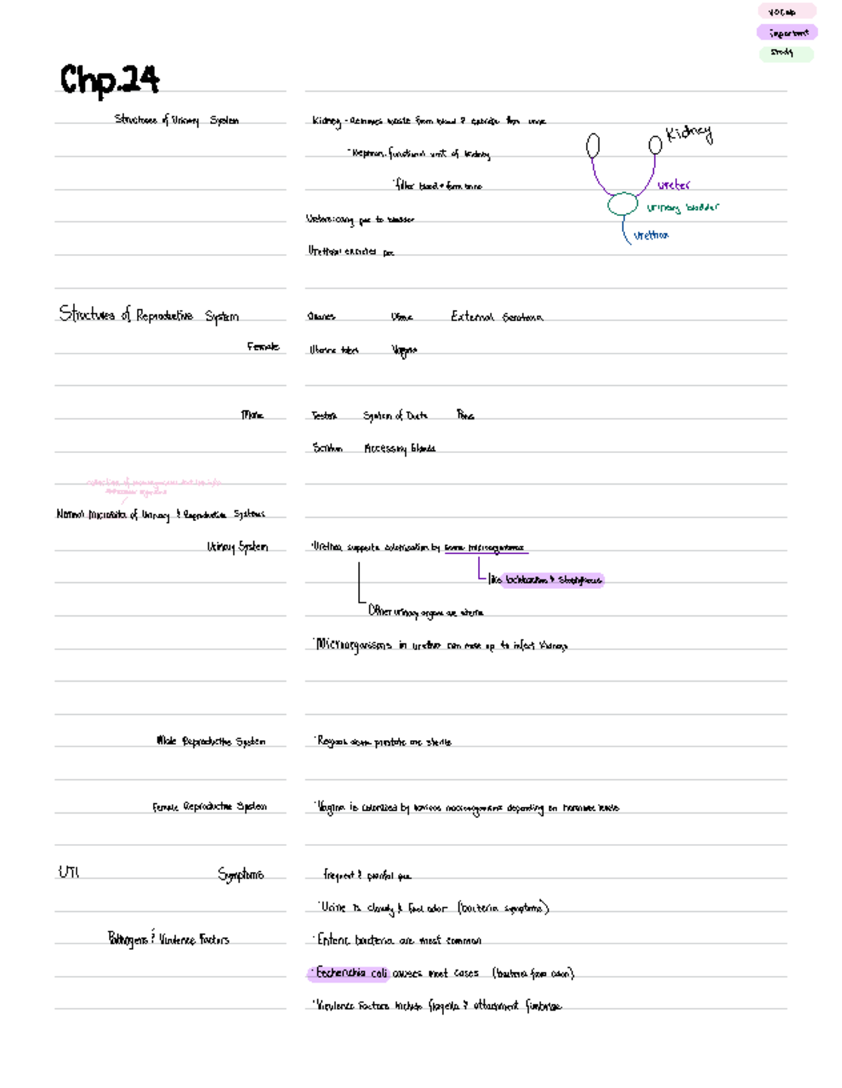 Microbiology - Chapter 24 - vocab important study Chp. 24 Structures of Urinary System Kidney ...