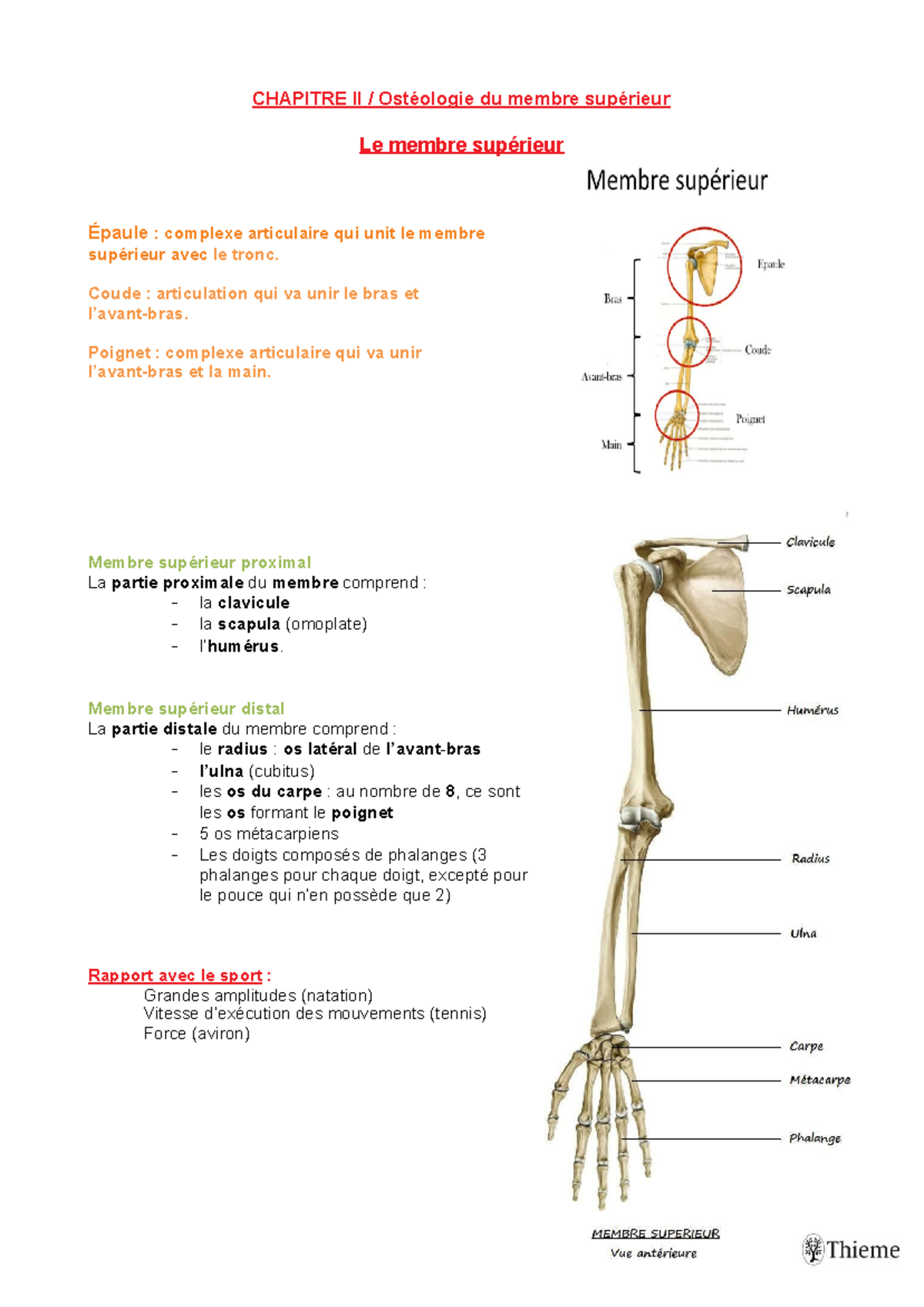 Membre supérieur - cours - CHAPITRE II / Ostéologie du membre supérieur ...