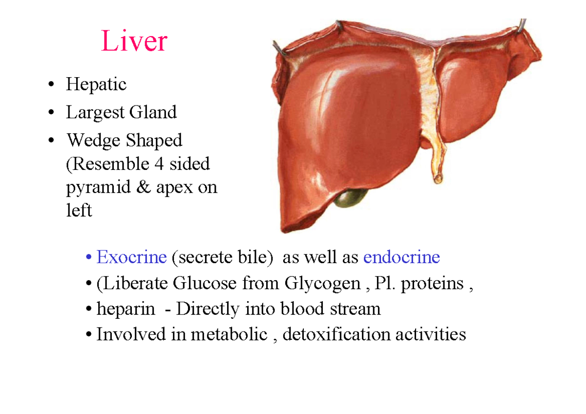 Ivly2-61a6n - First year anatomy notes can help students - Liver ...