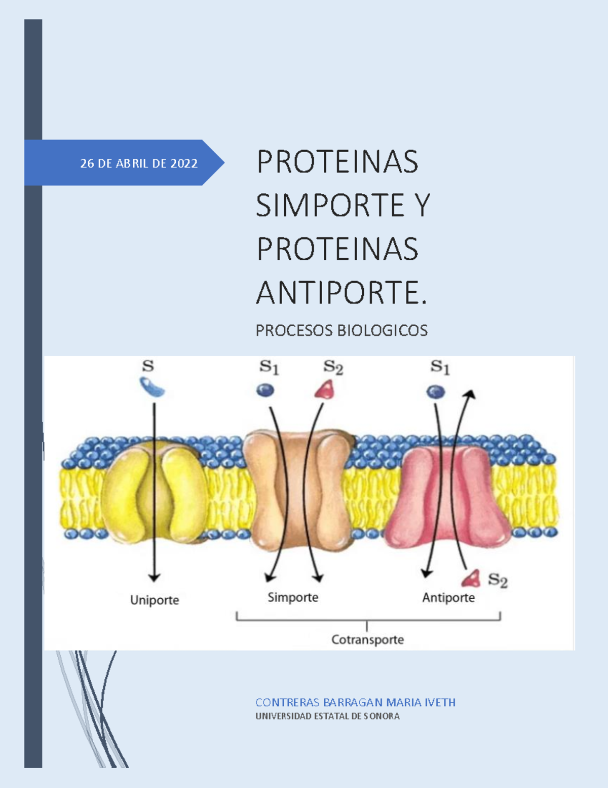 Cotransporte Simporte Y Antiporte - 26 DE ABRIL DE 2022 PROTEINAS ...