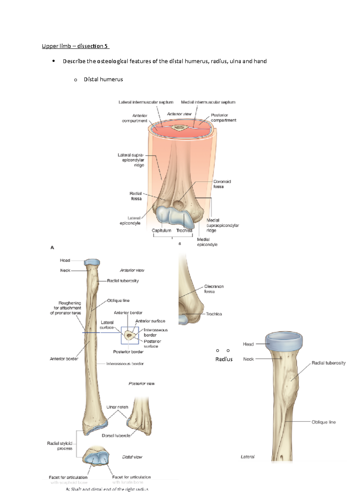 Upper Limb dissection 5 - Upper limb – dissection 5 Describe the ...