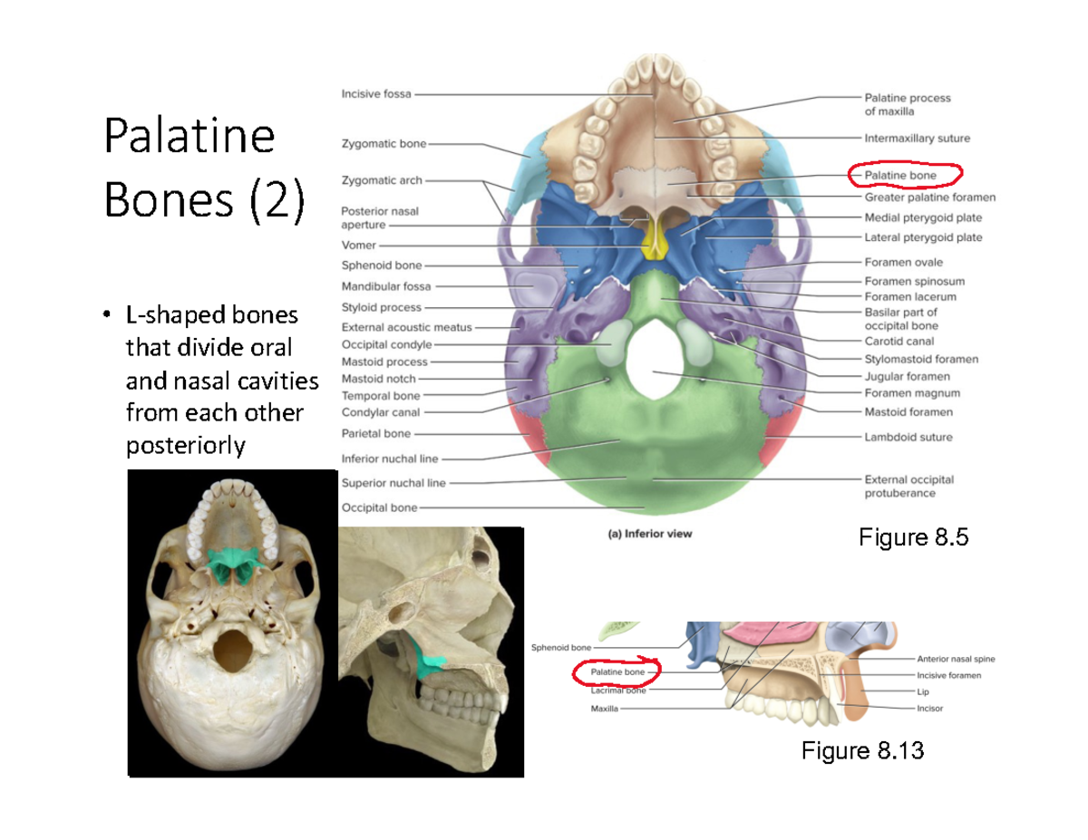 2Unit 8 - Bones and Joints - Palatine Bones (2) ####### Figure 8. L ...