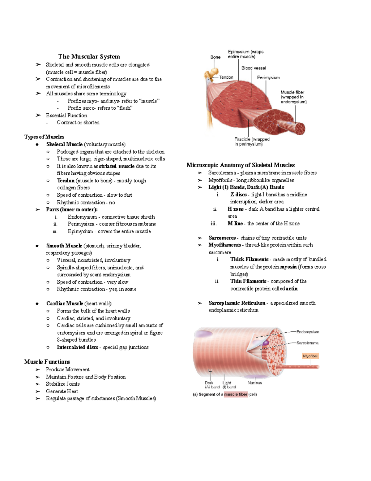 Muscular- System- Transes - The Muscular System Skeletal and smooth ...