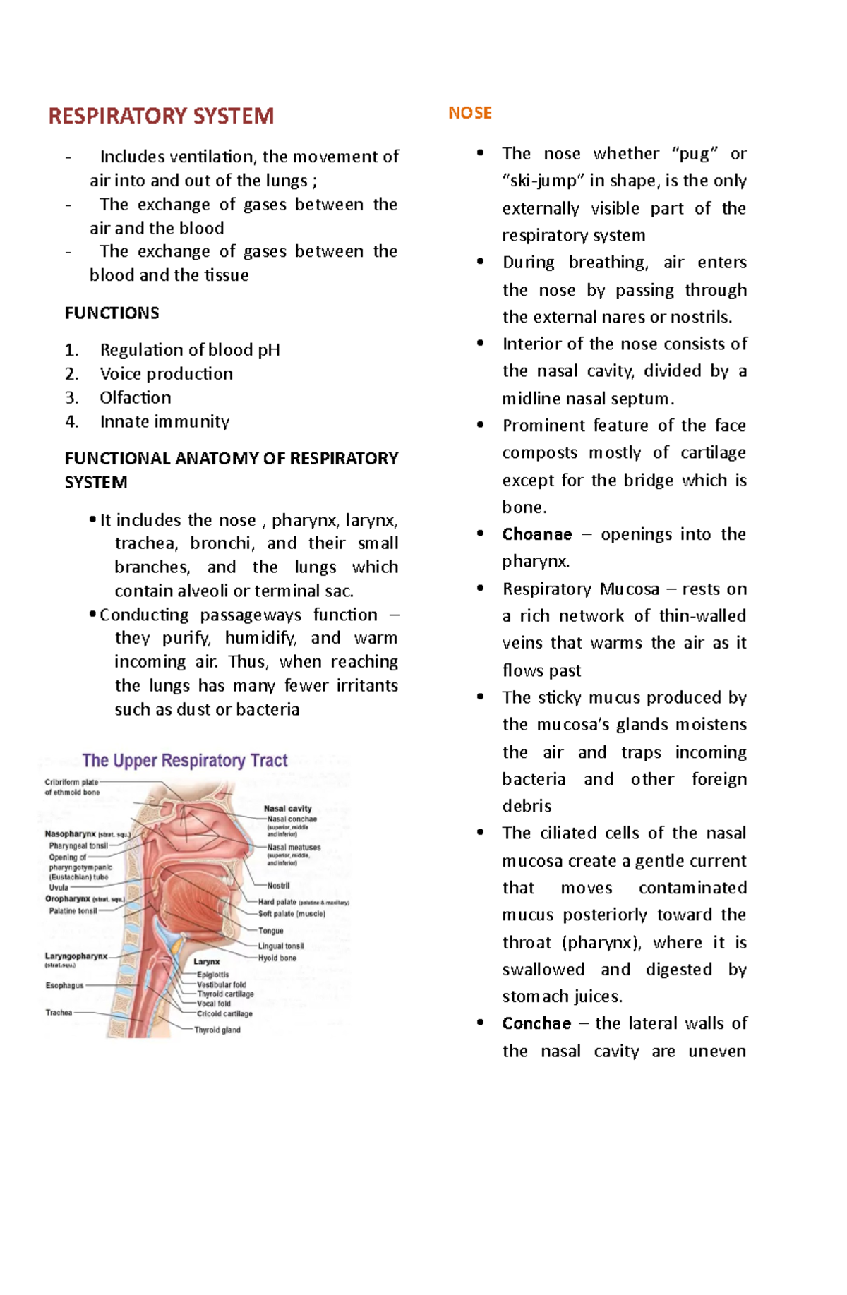 Respiratory- System - for review purposes - RESPIRATORY SYSTEM ...