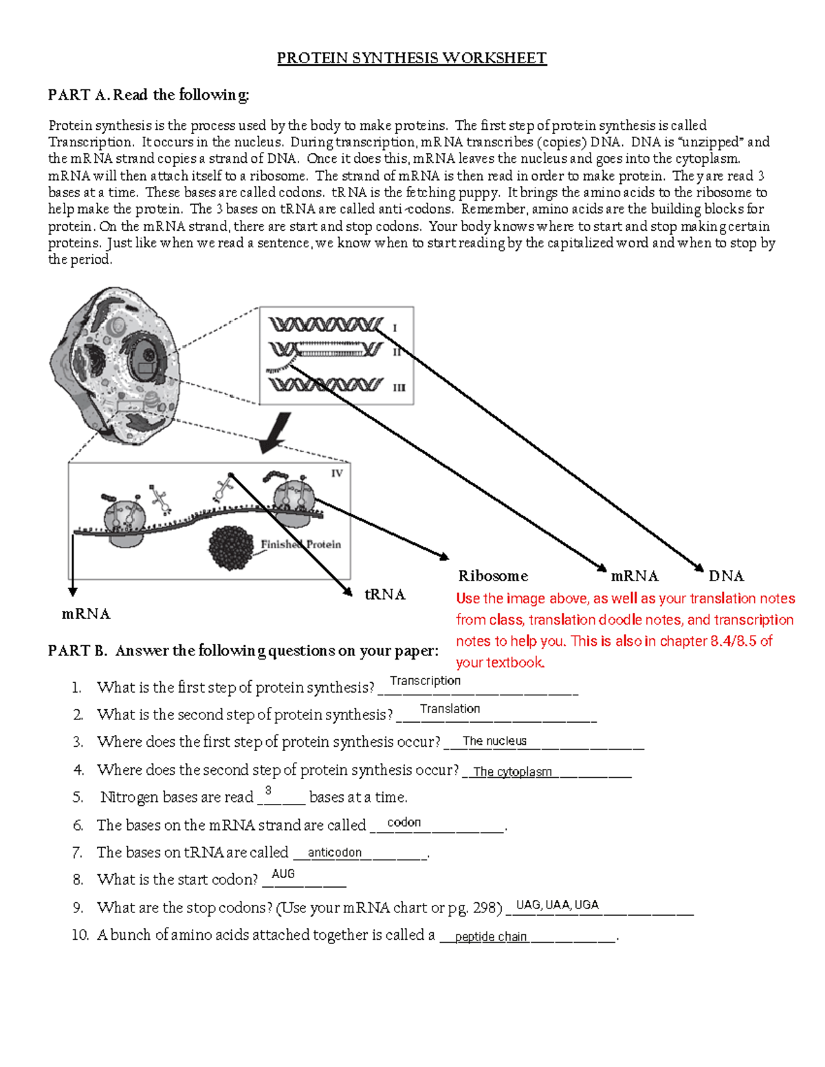Translation Worksheet - PROTEIN SYNTHESIS WORKSHEET PART A. Read the ...