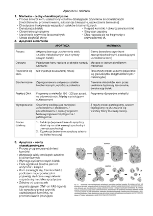 Apoptoza i nekroza - biologia - Apoptoza i nekroza Definicja pojęć ...