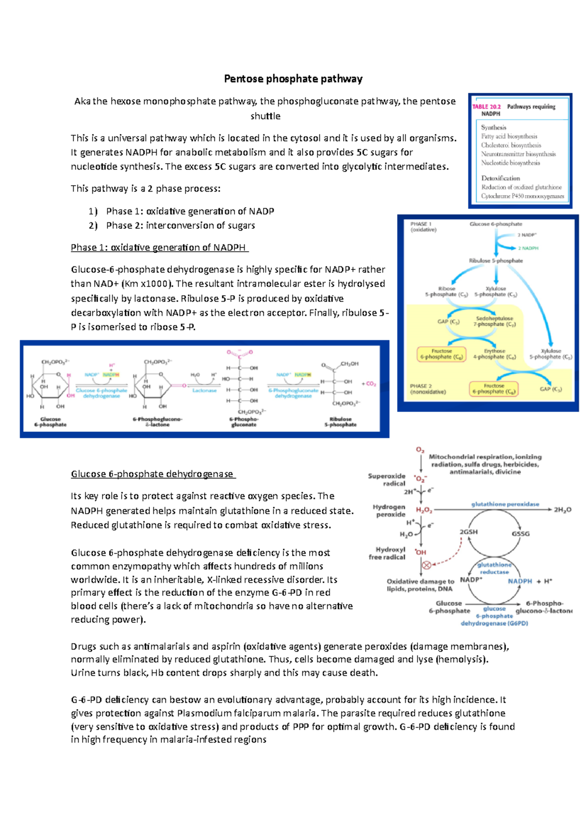 Pentose phosphate pathway-8 - Pentose phosphate pathway Aka the hexose ...