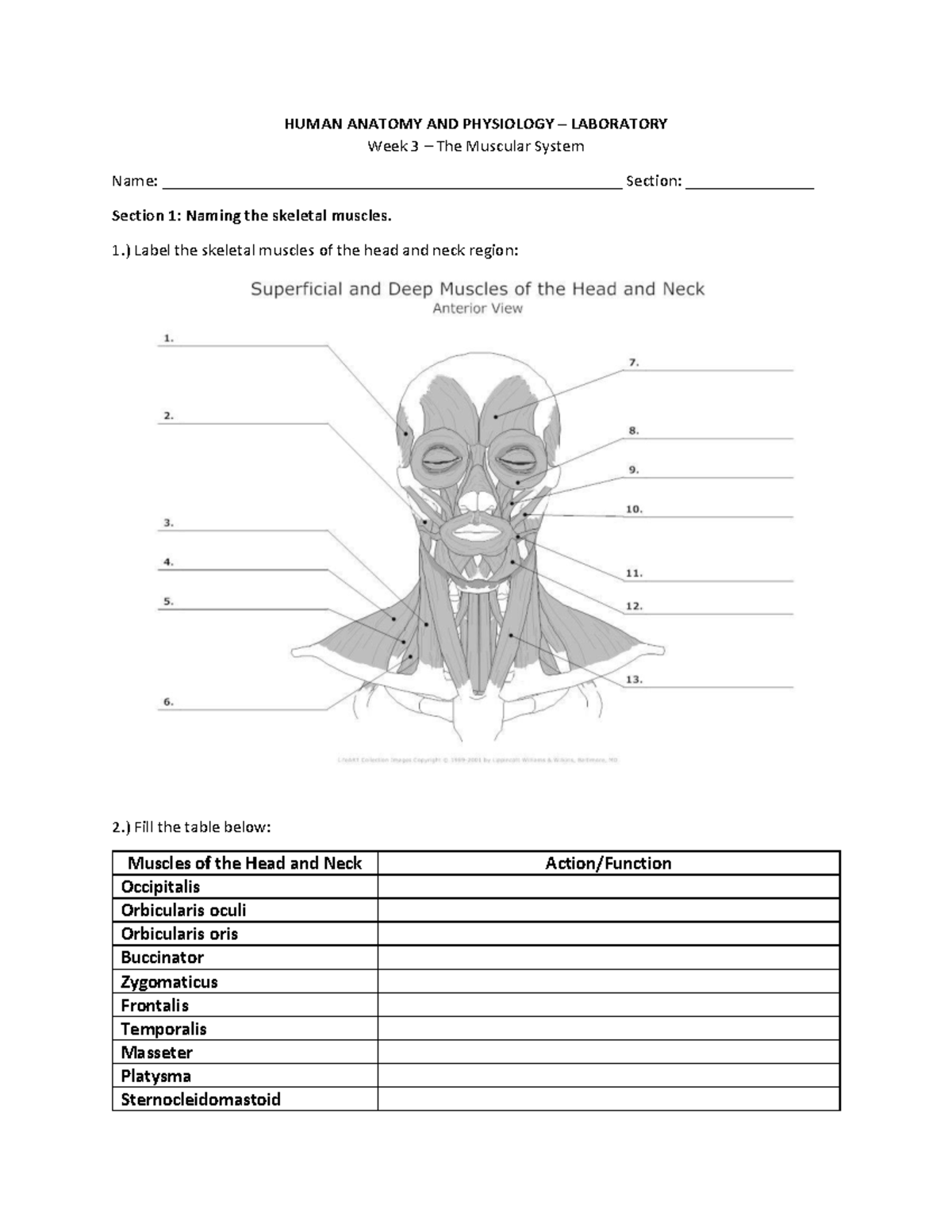 HAPP LAB Week 3 Worksheet - HUMAN ANATOMY AND PHYSIOLOGY – LABORATORY ...