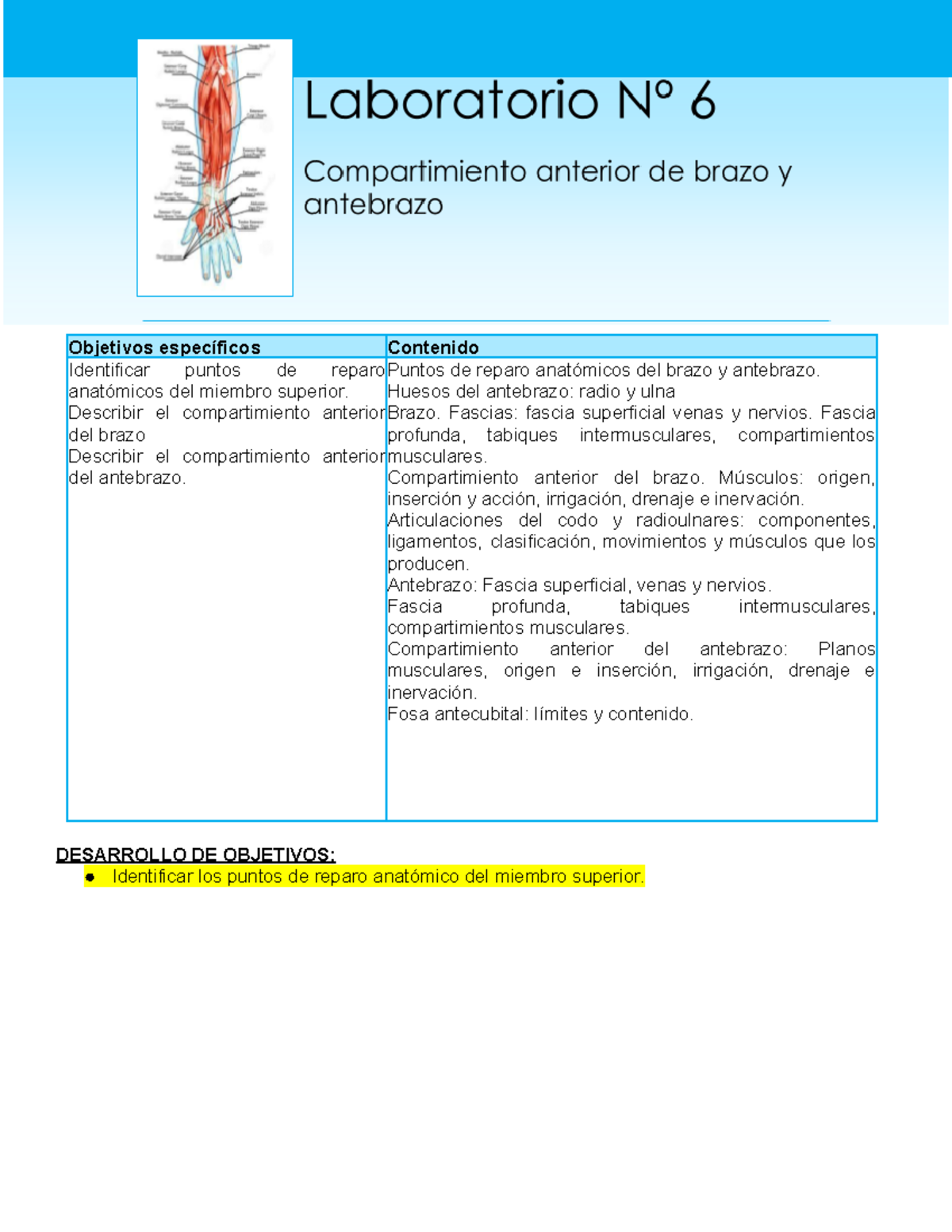 Laboratorio Nº 6 Compartimiento anterior de brazo y antebrazo ...