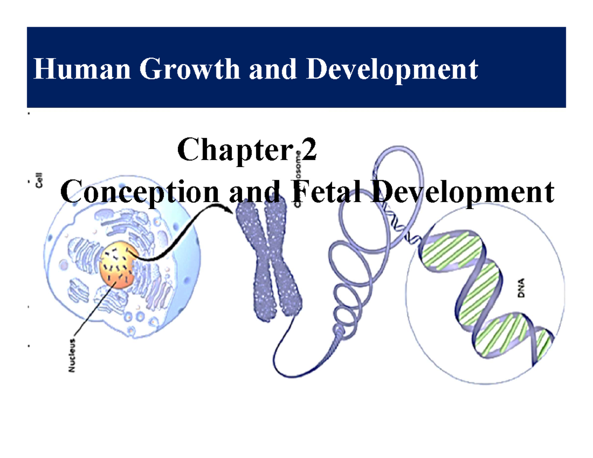 Biological Beginning - fff - Human Growth and Development Conception ...