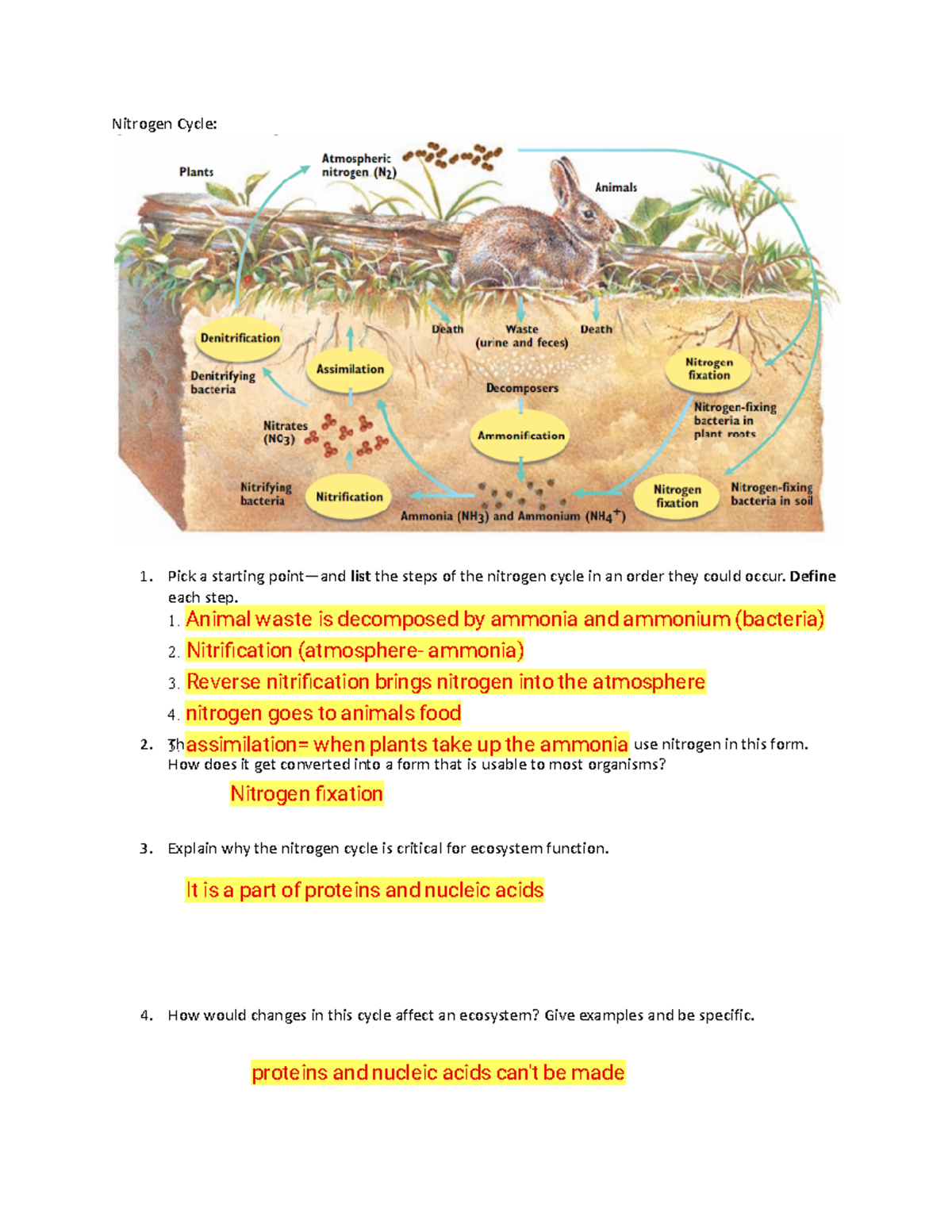 Biology 1 - Biogeochemical Cycles - Nitrogen and Phosphorus Cycles ...