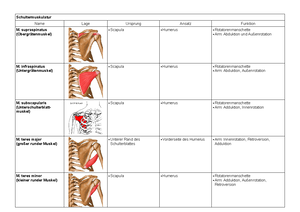 Schulter - Den Mensch als biologisches System verstehen - Schulter ...