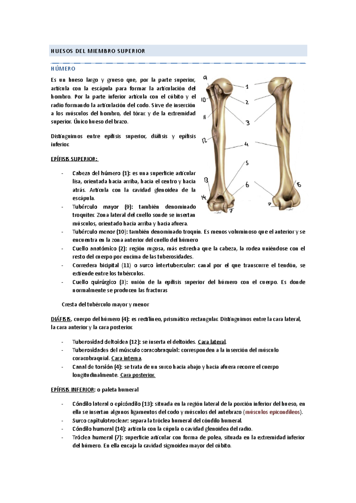 5. Huesos DEL Miembro Superior (doc) - HUESOS DEL MIEMBRO SUPERIOR ...