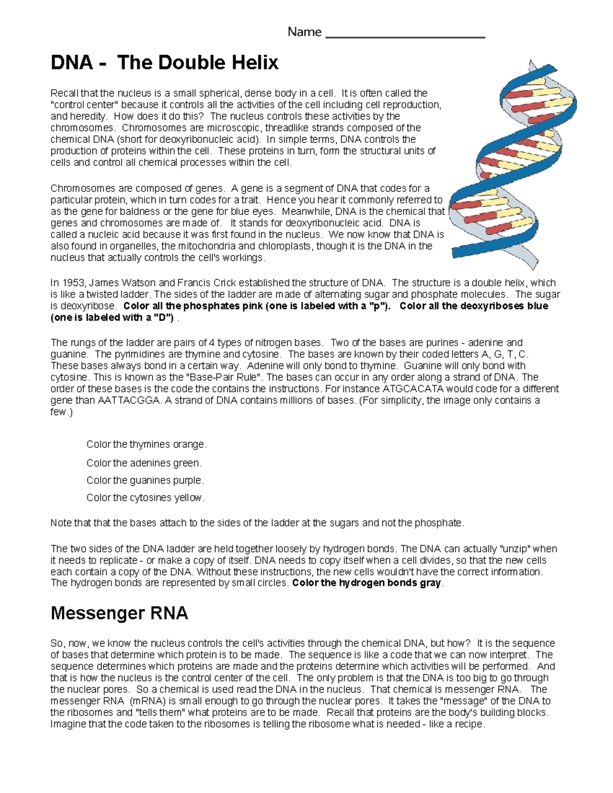 Dna coloring worksheet - DNA - The Double Helix Recall that the nucleus ...