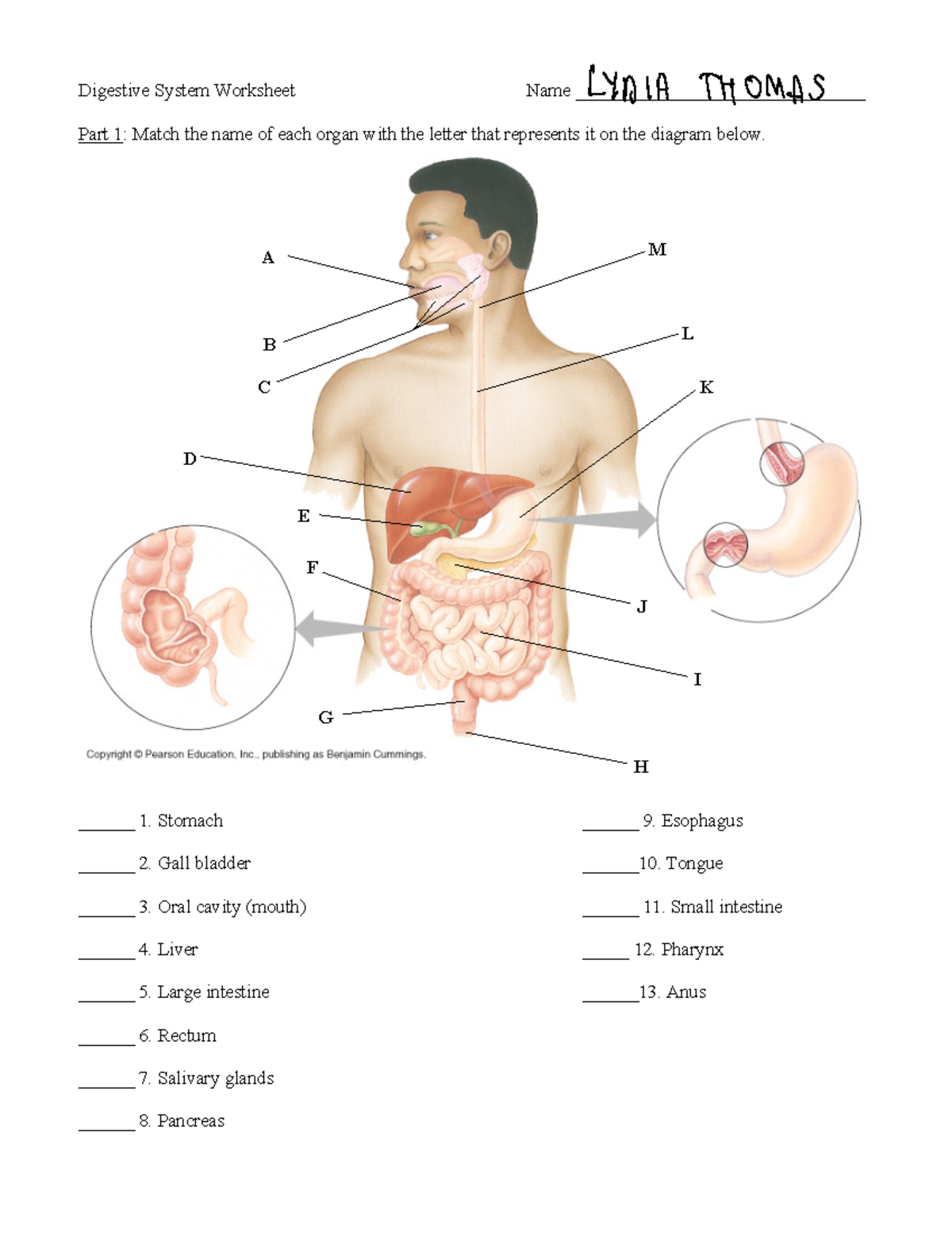 Digestive system homework - Digestive System Worksheet Name