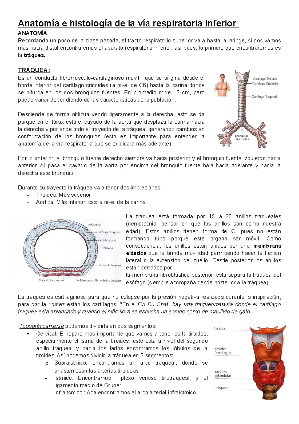 Anantomía e histología de vía aérea inferior - e de la respiratoria ...