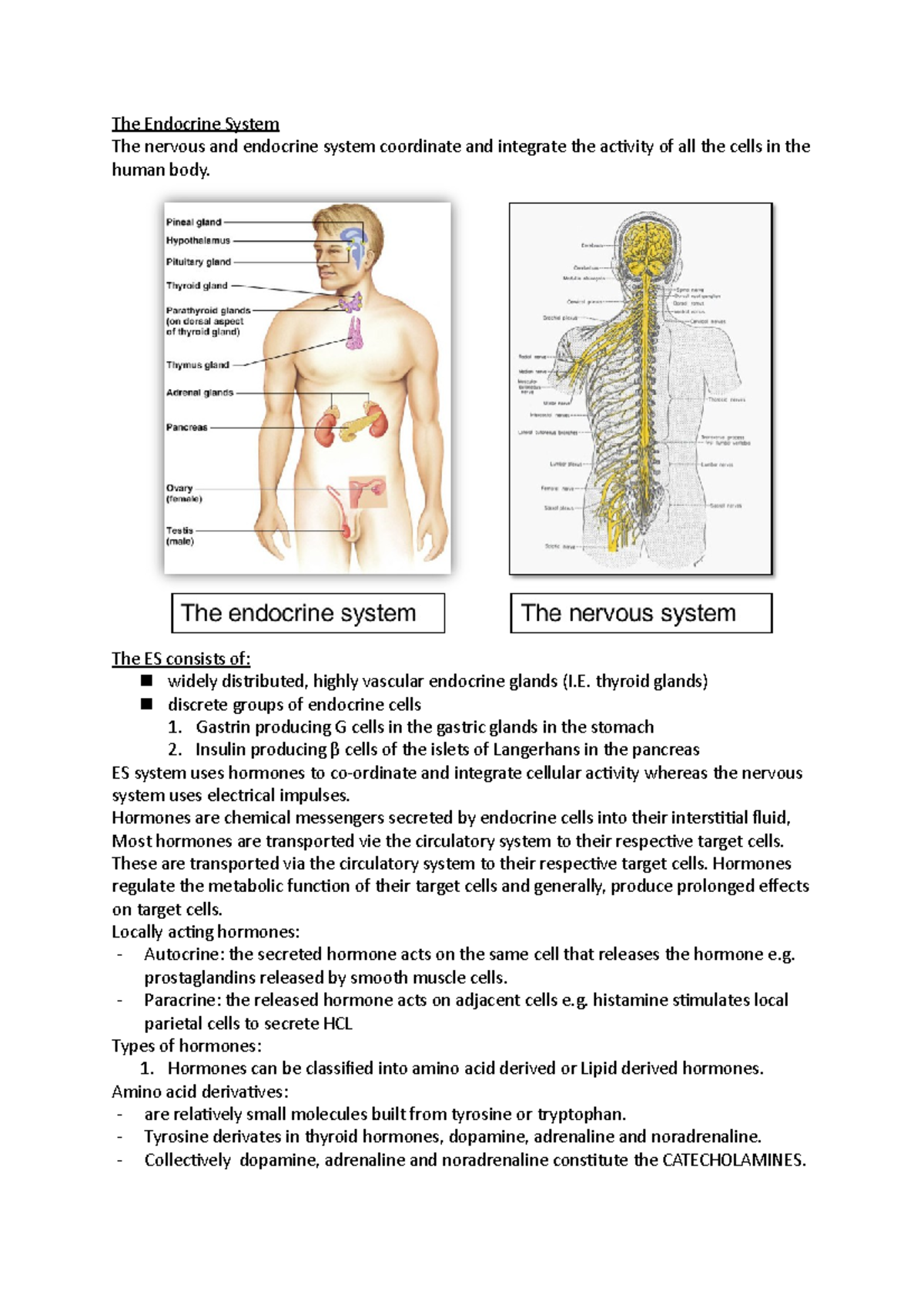 The endocrine system - The Endocrine System The nervous and endocrine ...