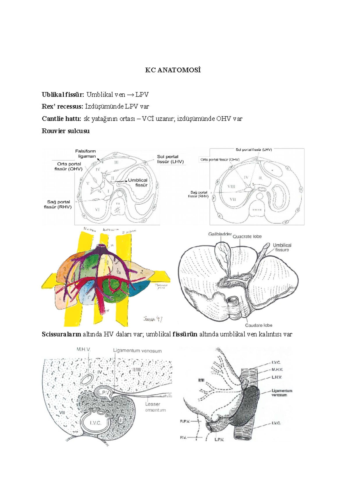 Karaciğer - KC ANATOMOSİ Ublikal fissür: Umblikal ven → LPV Rex ...