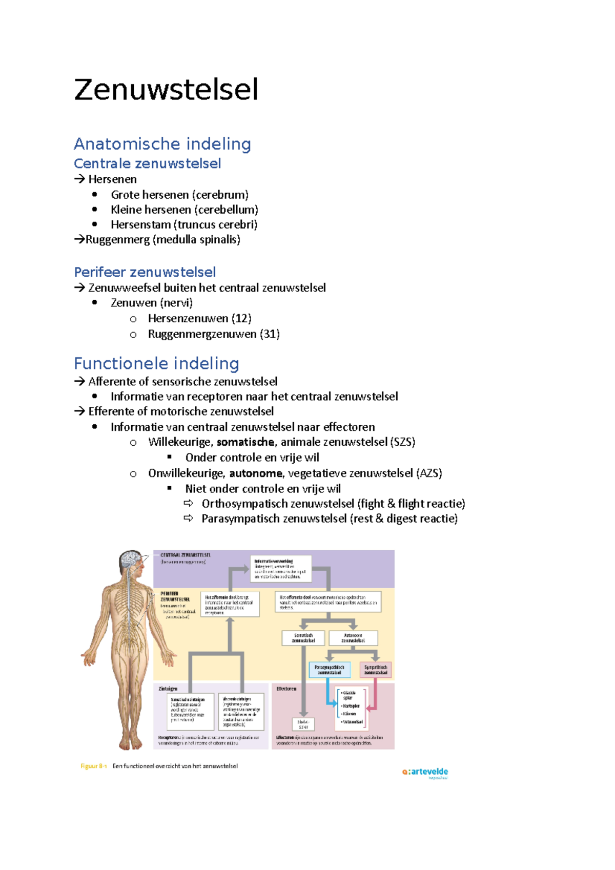 Zenuwstelsels samenvatting - Zenuwstelsel Anatomische indeling Centrale ...