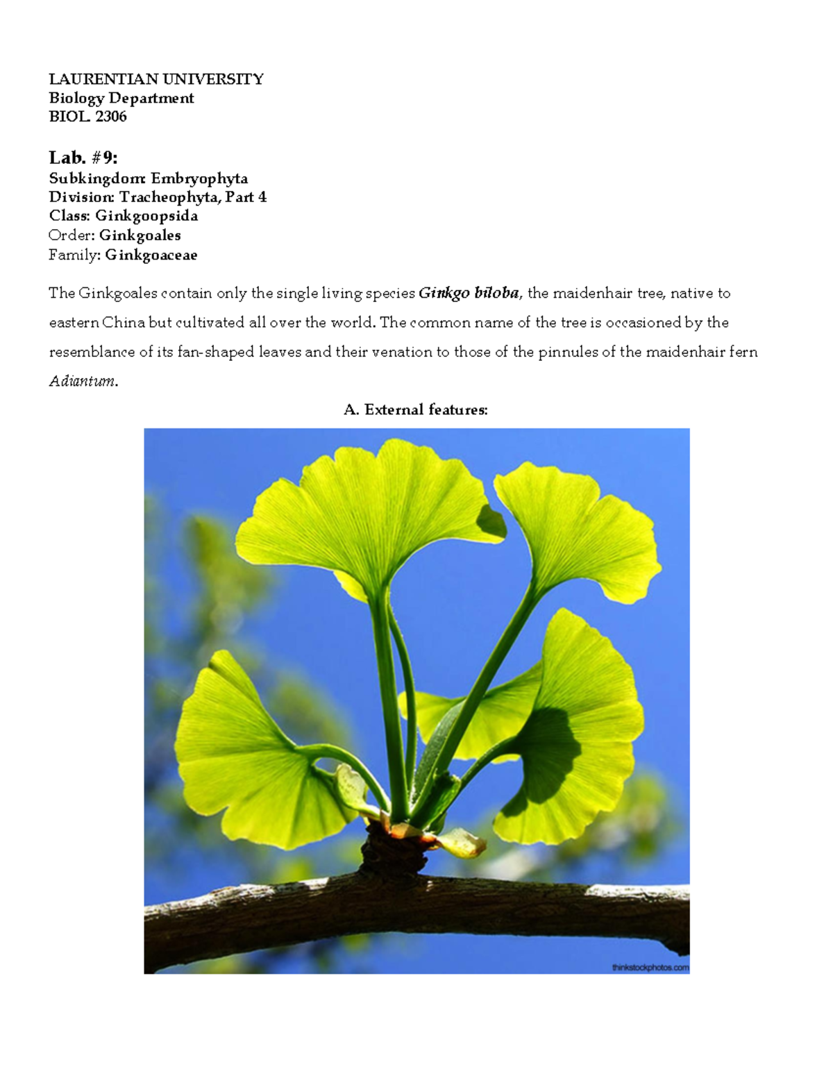 BIOL2306 #09 2021 - Gymnosperms - Ginkgo, Cycads and Gnetopsida ...