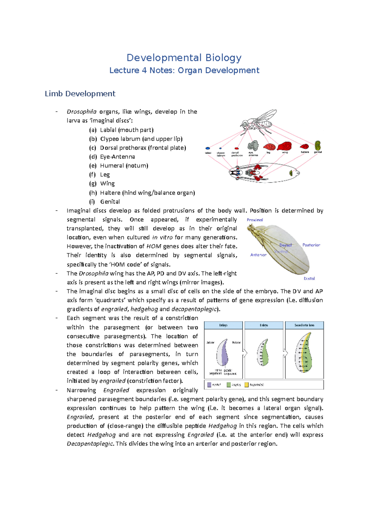 Lecture 4 Notes (Organ Development) - Developmental Biology Lecture 4 ...