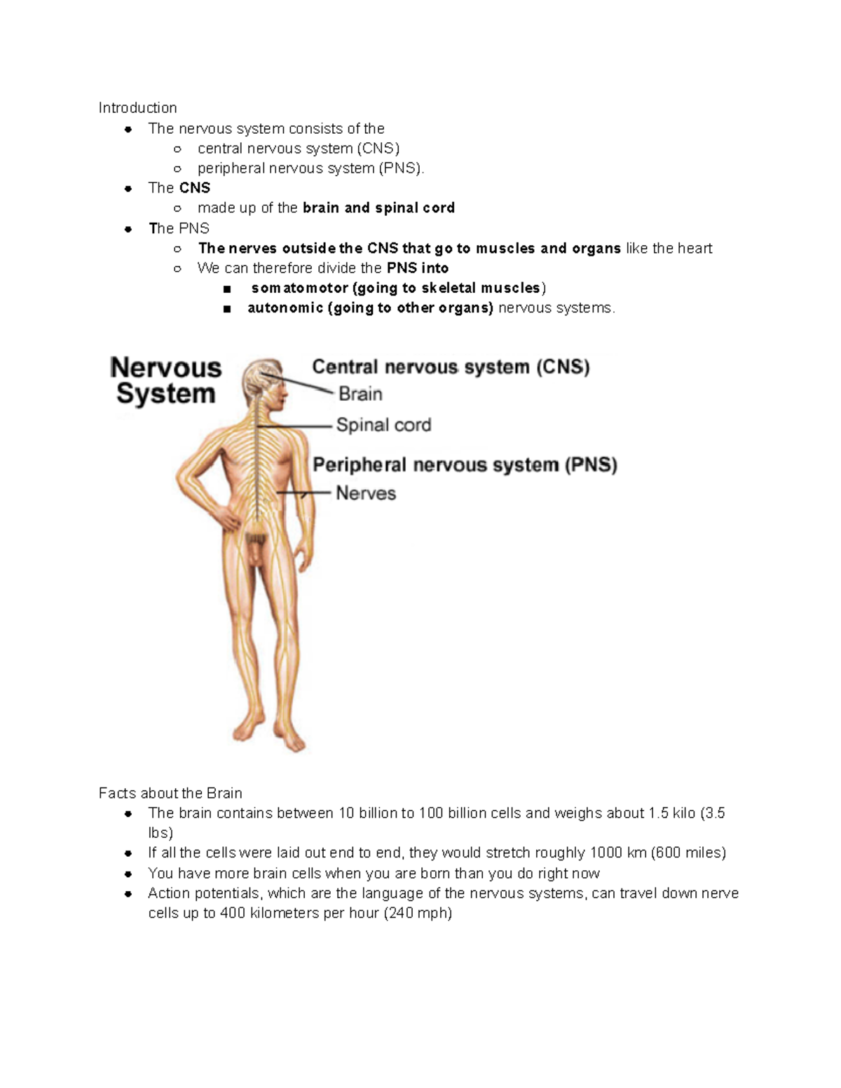 Copy of Module 6 Nervous System - Introduction The nervous system ...