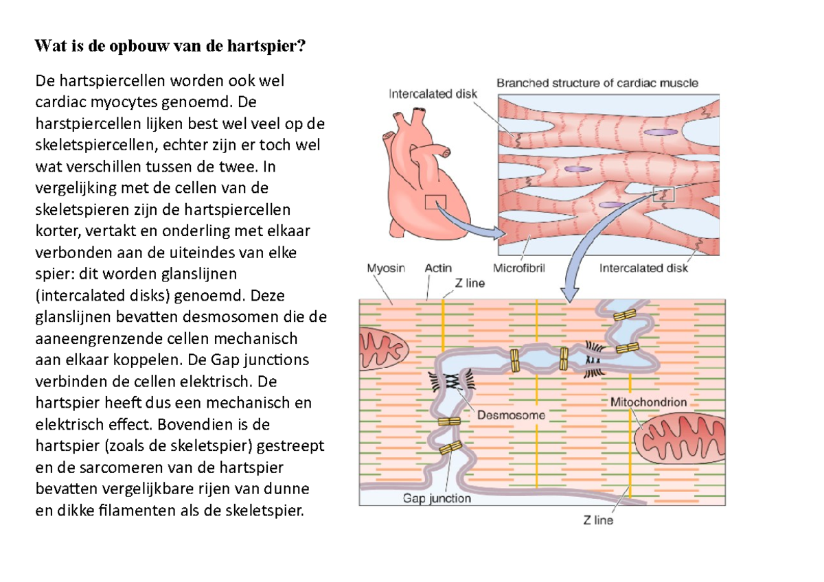 Hartspier & contractie - Wat is de opbouw van de hartspier? De ...