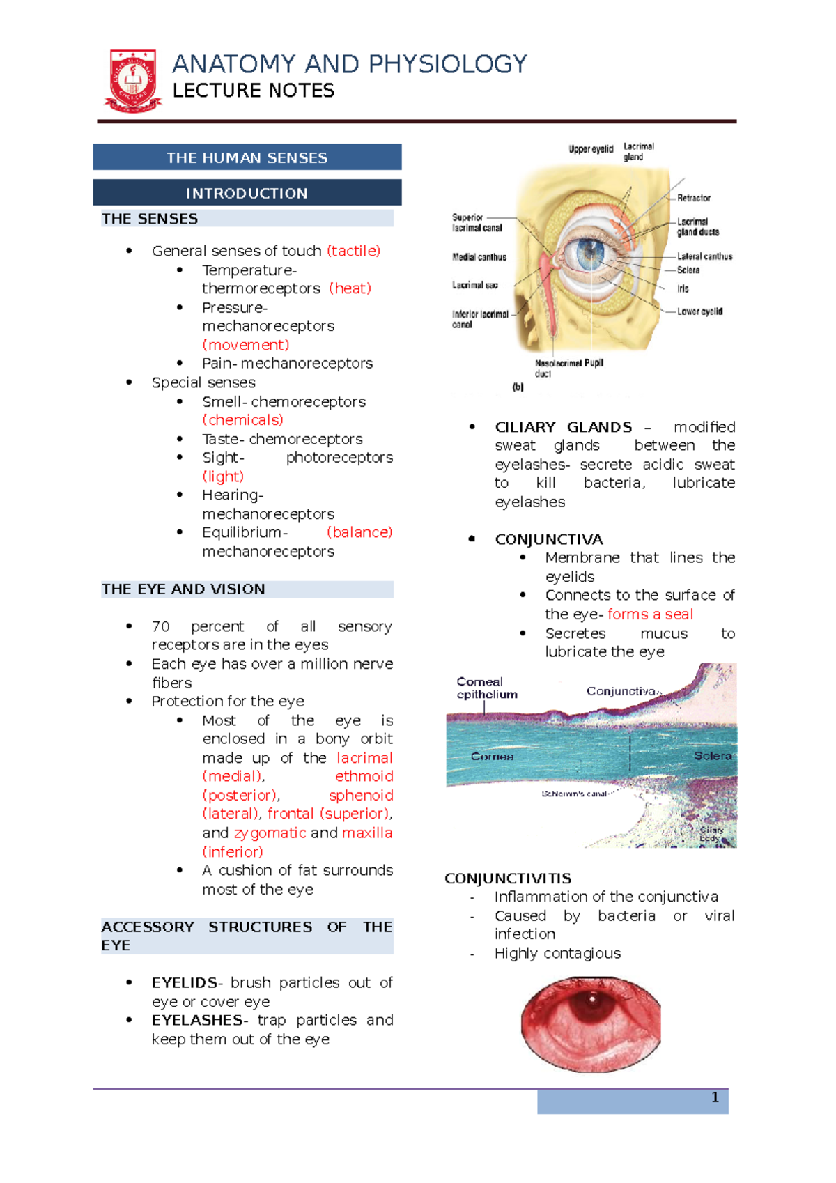 The Senses 1st year NURS - LECTURE NOTES THE SENSES General senses of ...