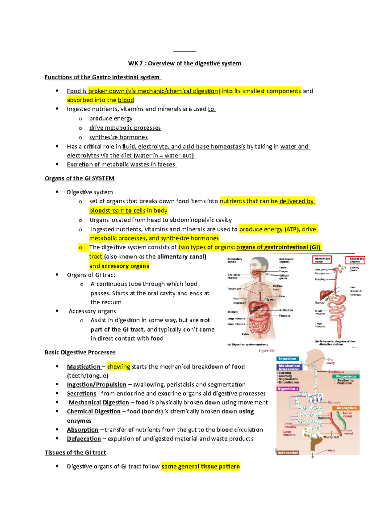 WK 7 digestion - week 7 lec notes - WK 7 : Overview of the digestive ...