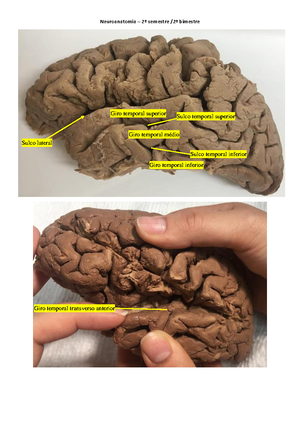 ORIGENS E INSERÇOES DOS MUSCULOS DOS MEMBROS INFERIORES - anatomia ...