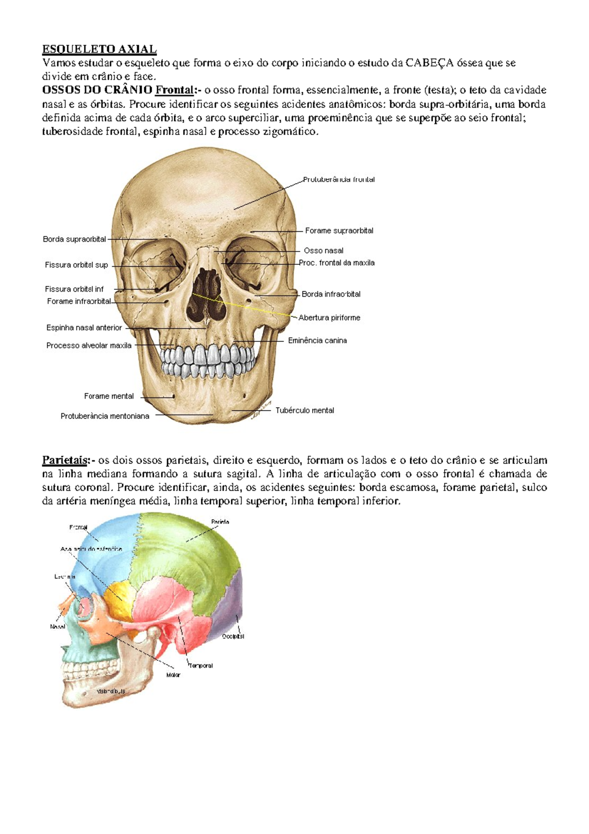 Anatomia - Atlas de Anatomia Humana - ESQUELETO AXIAL Vamos estudar o ...