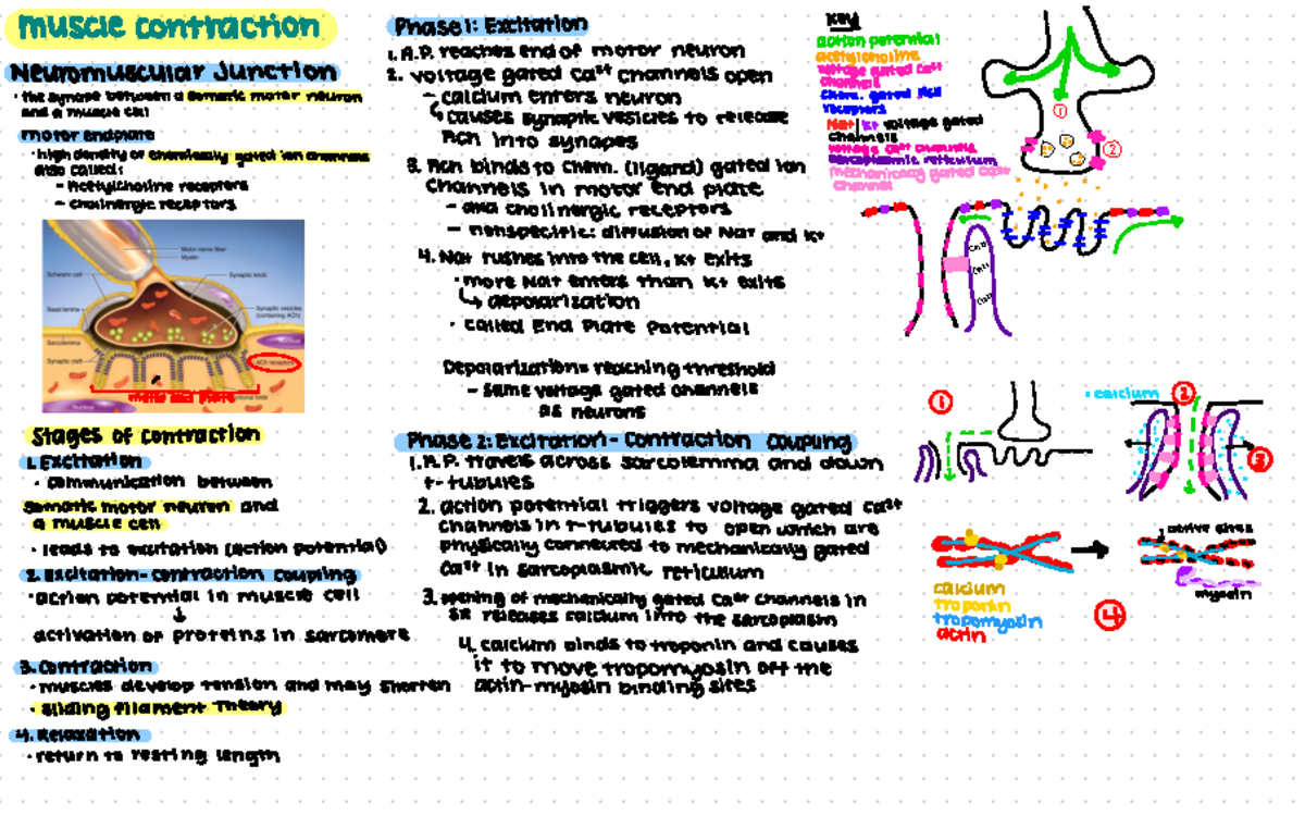 Muscle control - biol 161 prof. waters - muscle contraction Phase 1 ...