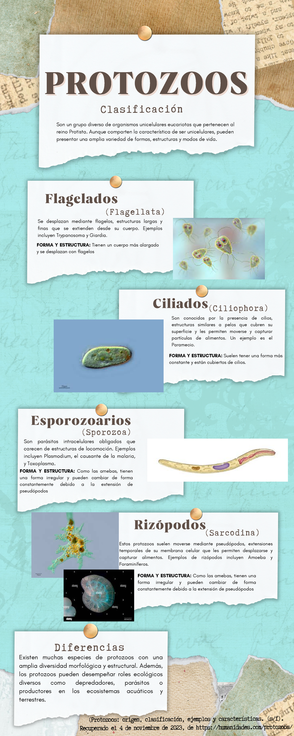 Protozoos - infografia de protozoo - Rizópodos Estos protozoos suelen ...