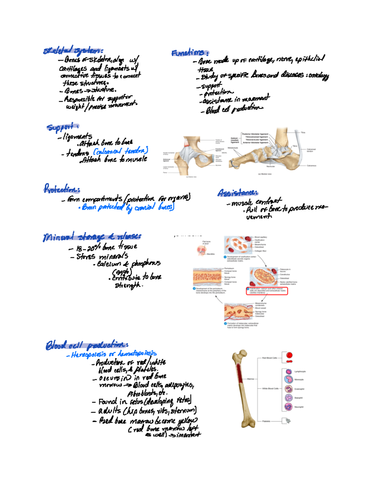 Chap 6 Bone Tissue Lecture Notes ZOO 3731 Human Anatomy StuDocu Chap 6 Bone Tissue Lecture Notes ZOO 3731 Human Anatomy StuDocu