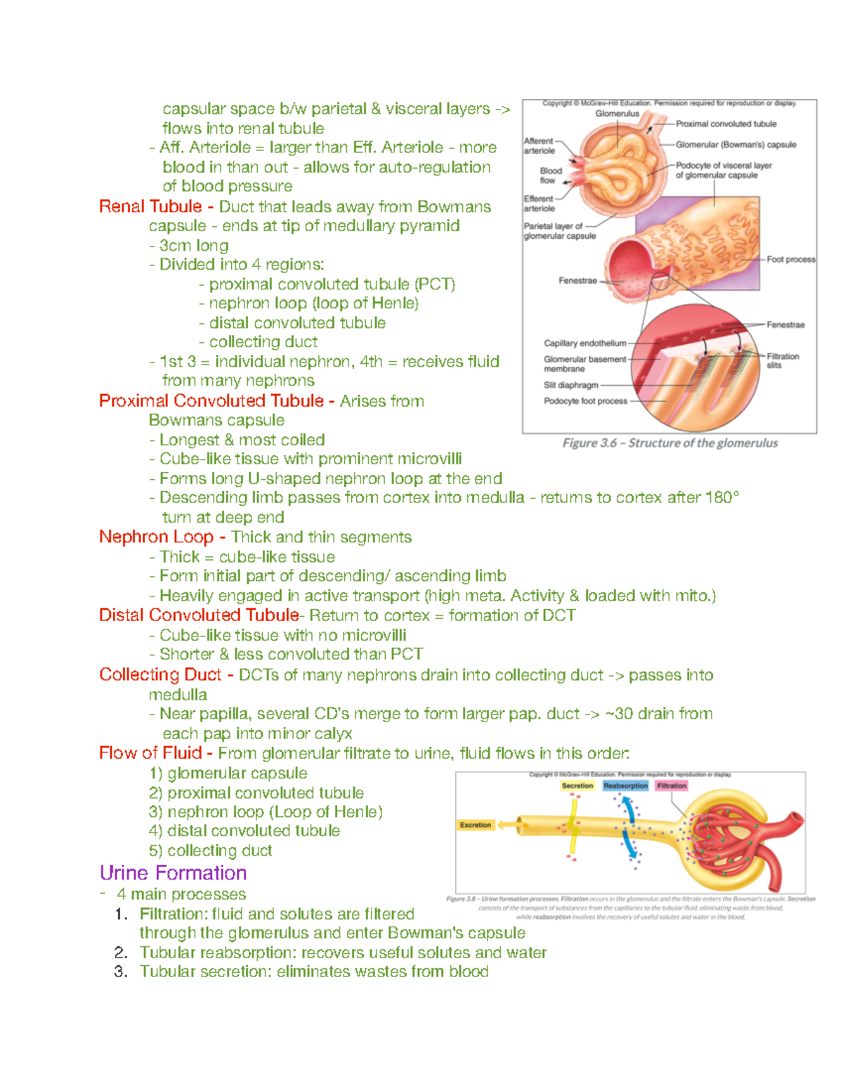 Unit 3; Renal System-3 - capsular space b/w parietal & visceral layers ...