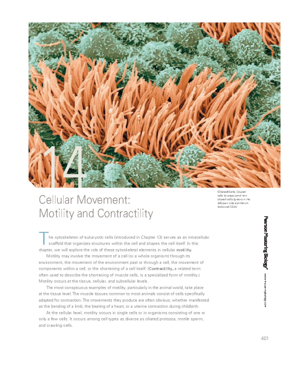 Movimiento celular - masteringbiology Cellular Movement: Motility and ...