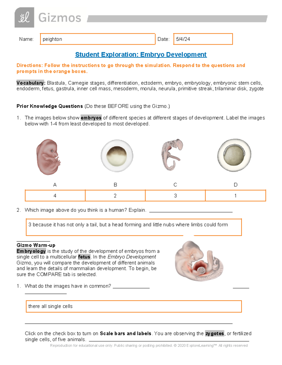 Copy of Embryo Development SE - Name: peighton Date: 5/4/ Student ...