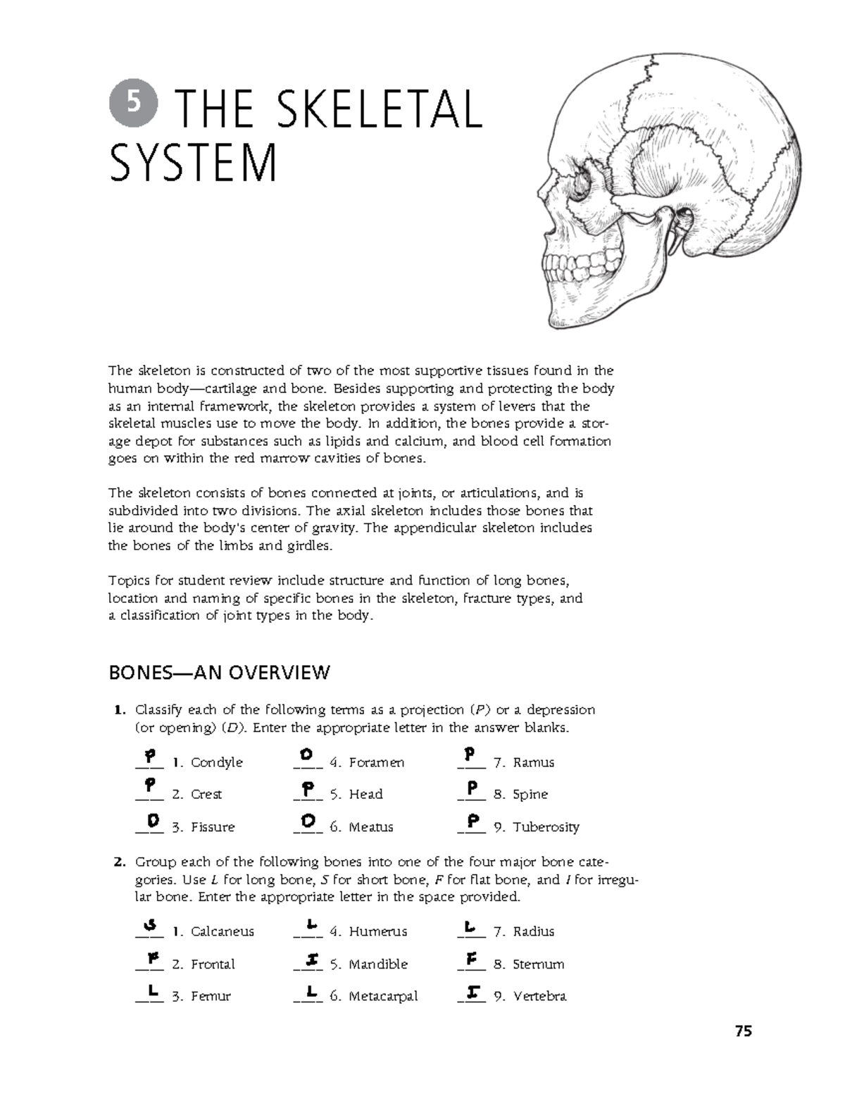 Activity about the skeletal system of human body - THE SKELETAL SYSTEM ...