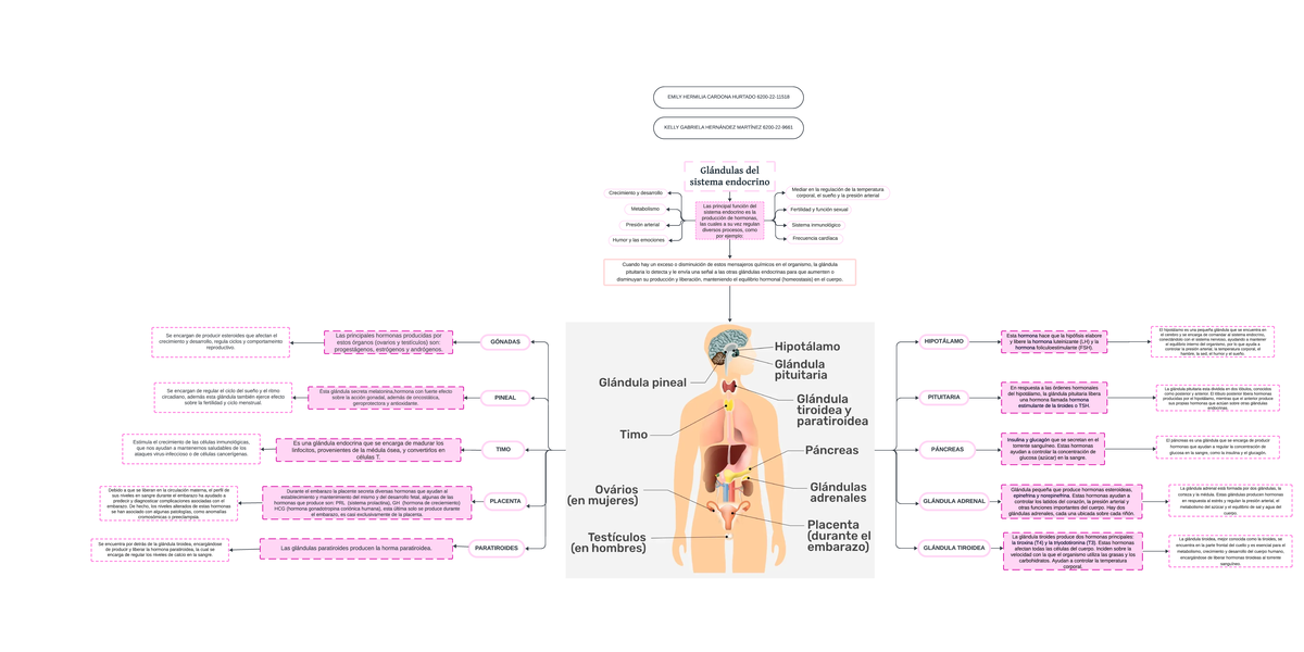 Glándulas del sistema endocrino - Glándulas del sistema endocr ino Las ...