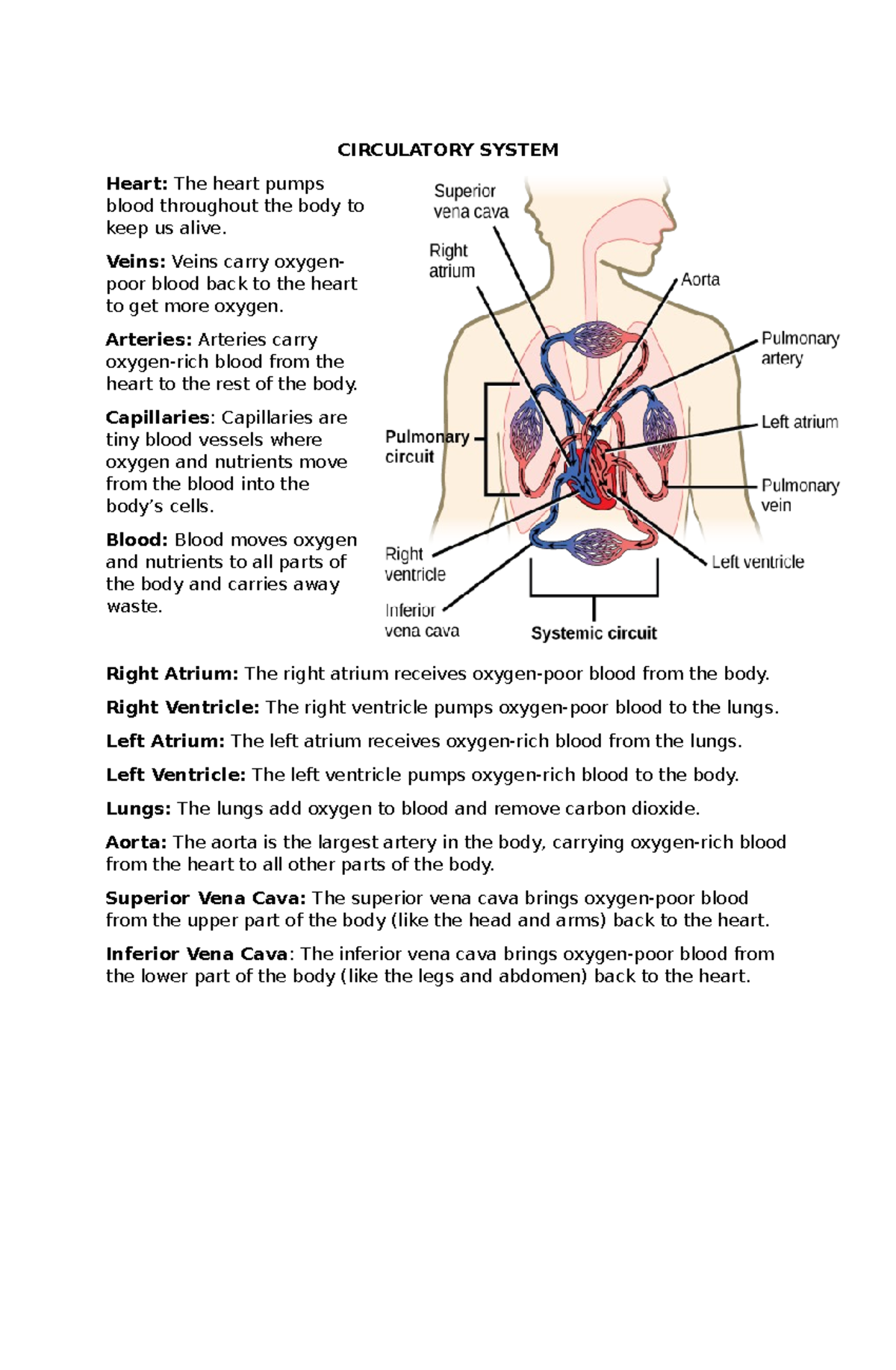 Circulatory System - A simple reviewer for Grade 6 students ...