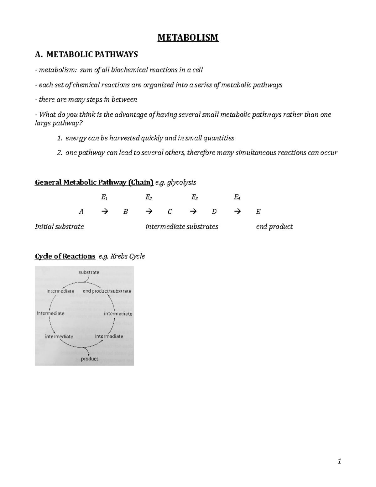 1. IB Bio 12 Metabolism Notes - METABOLISM A. METABOLIC PATHWAYS ...